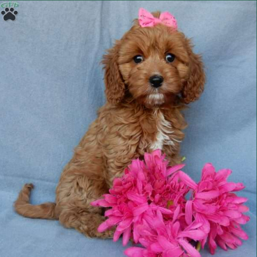 cameron schultz | Giftful